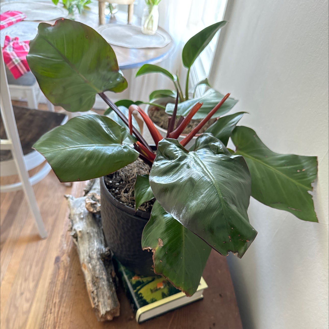 Leaf Erickson | A plant by @PlantRescue801 on Greg
