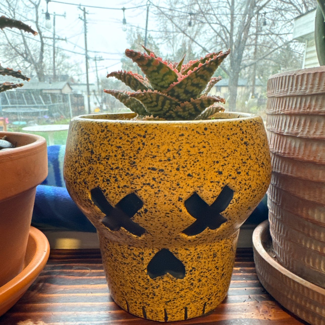 The Complete Aloe 'Firecracker' Plant Care Guide: Water, Light & Beyond