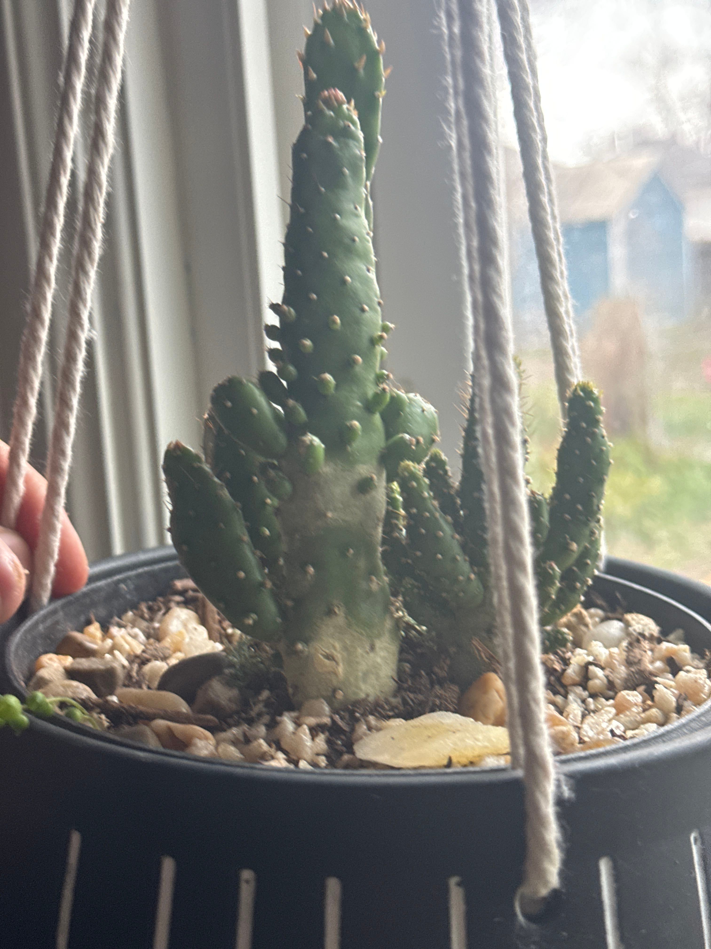 Drooping Prickly Pear Care 101: Water, Light & Growing Tips