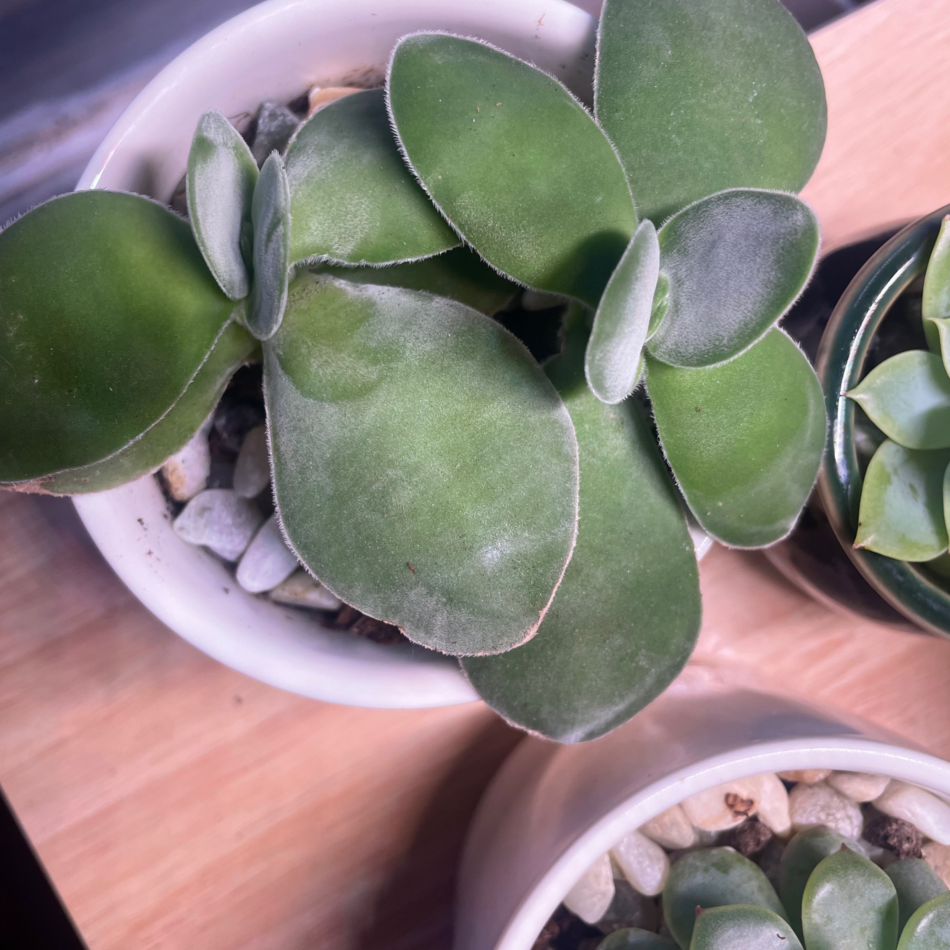 Leaf Erickson | A plant by @SolidFicus on Greg