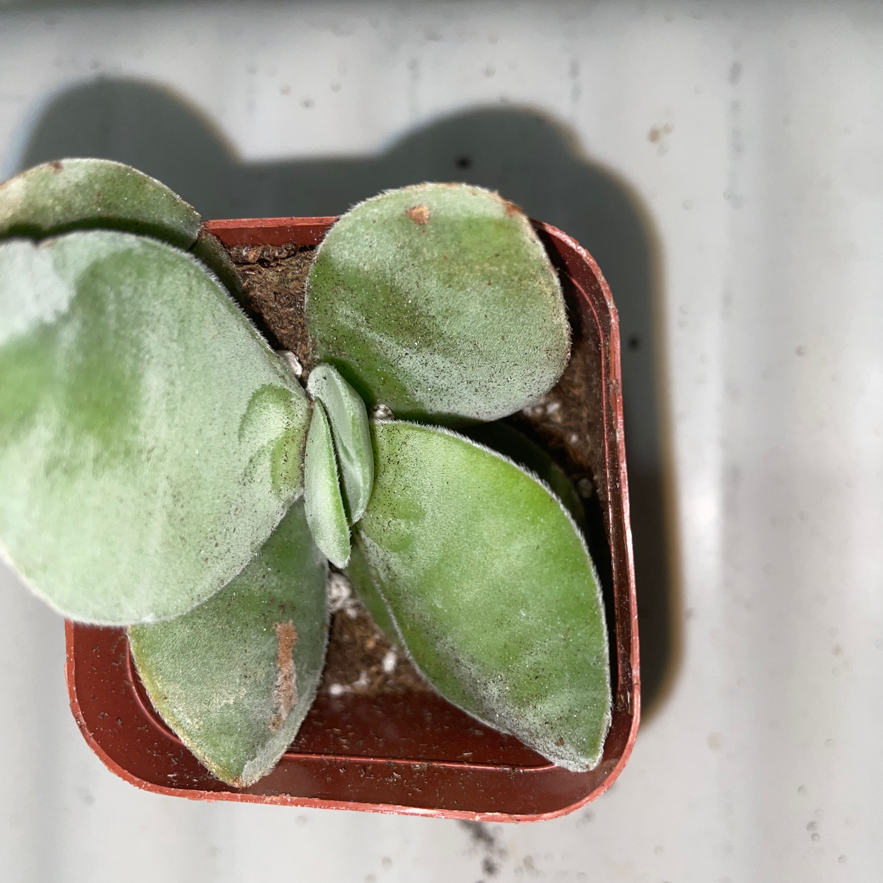 Leaf Erickson | A plant by @SolidFicus on Greg