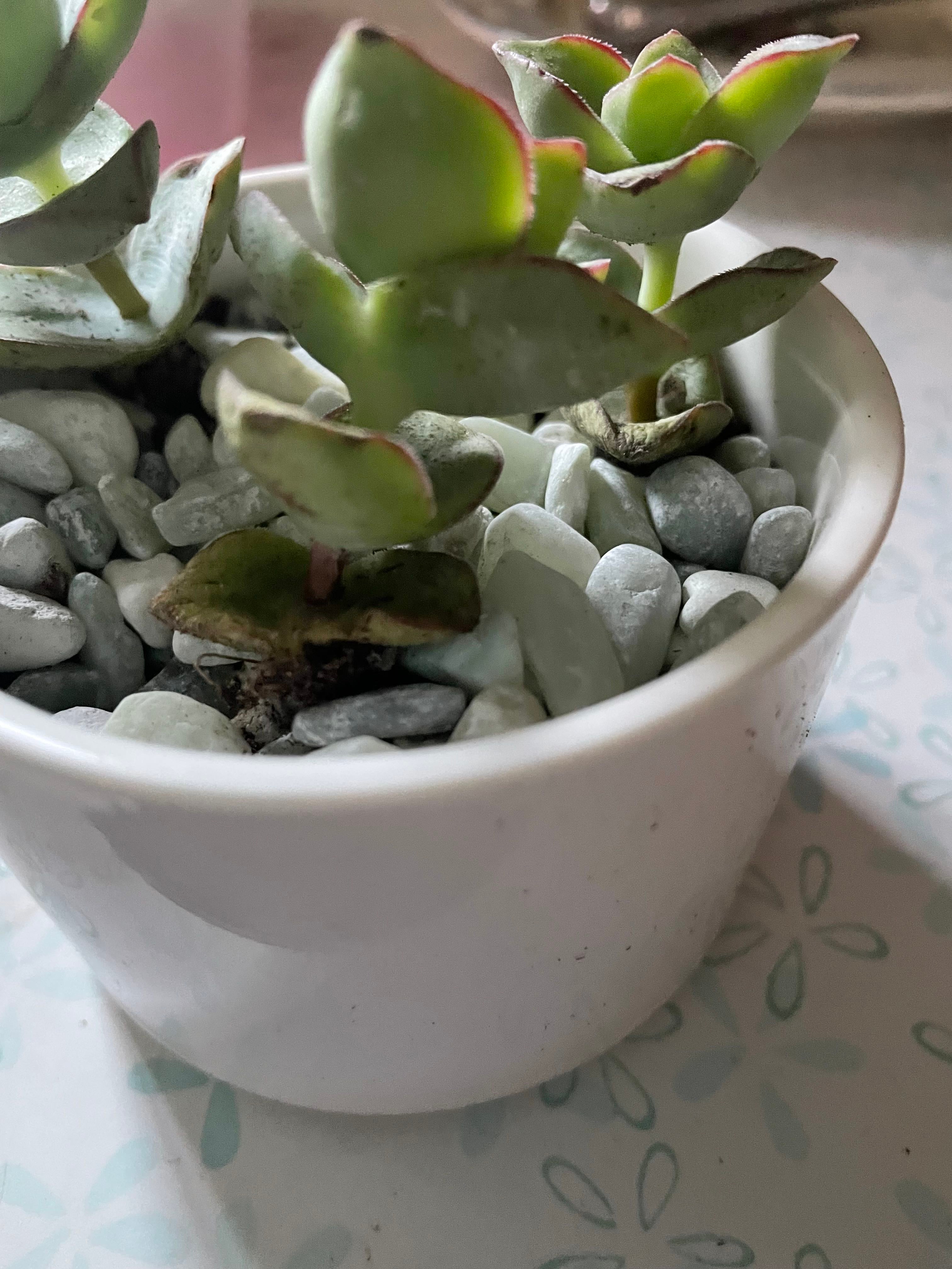 How to Care for String of Buttons: Mastering Water, Sunlight & More