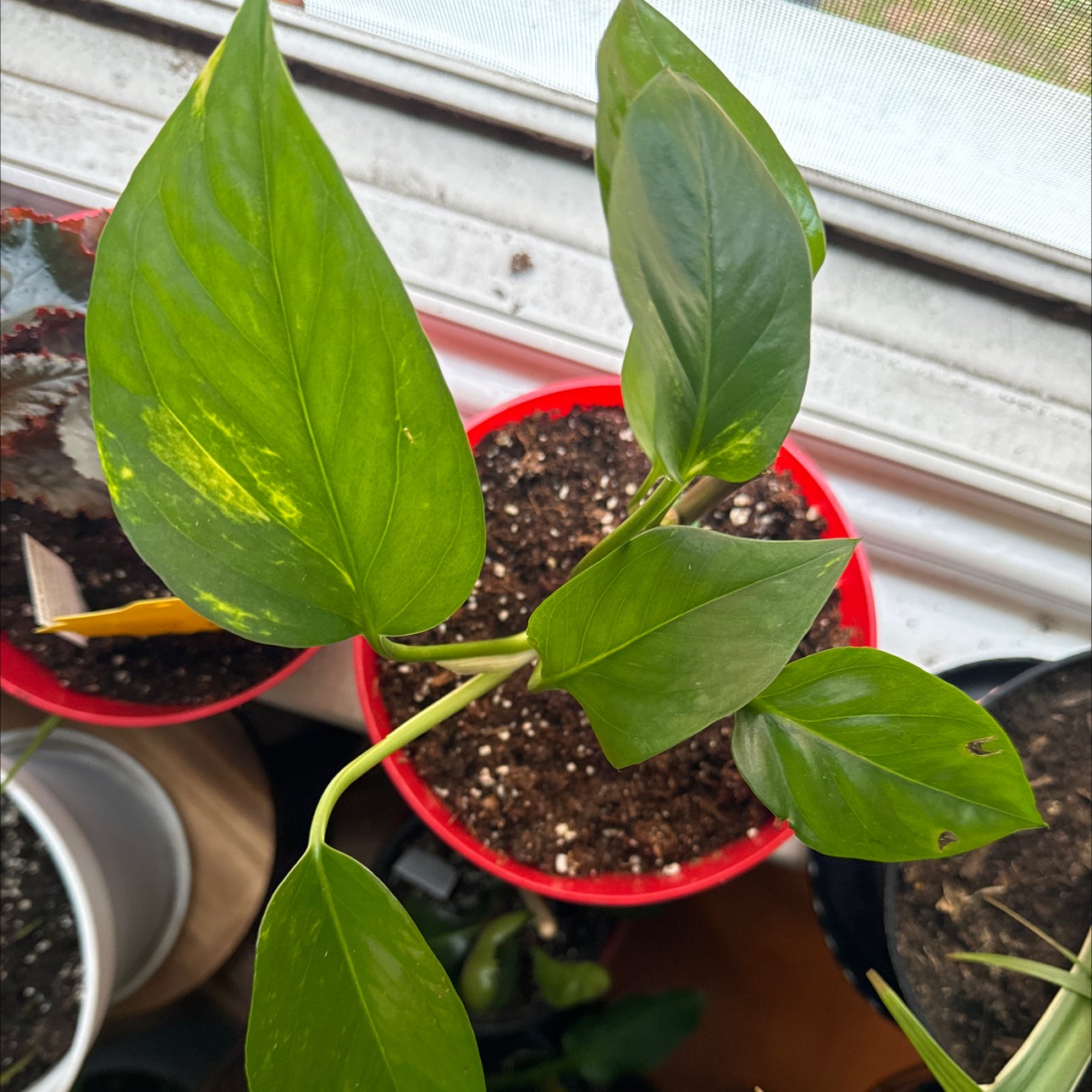 Captain Plant-it | A plant by @MarvelJuneplum on Greg