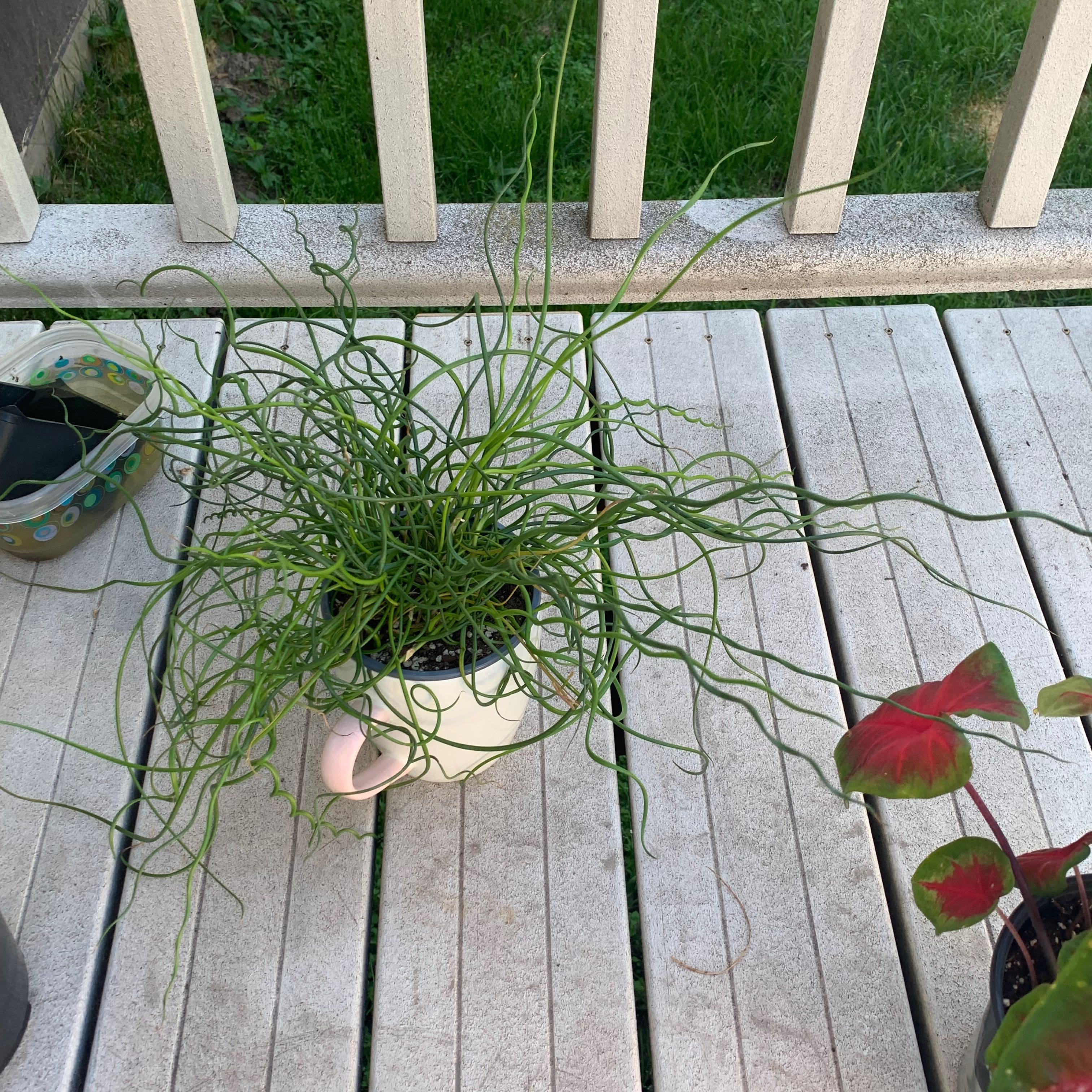 10 Advantages of Having a Common Rush