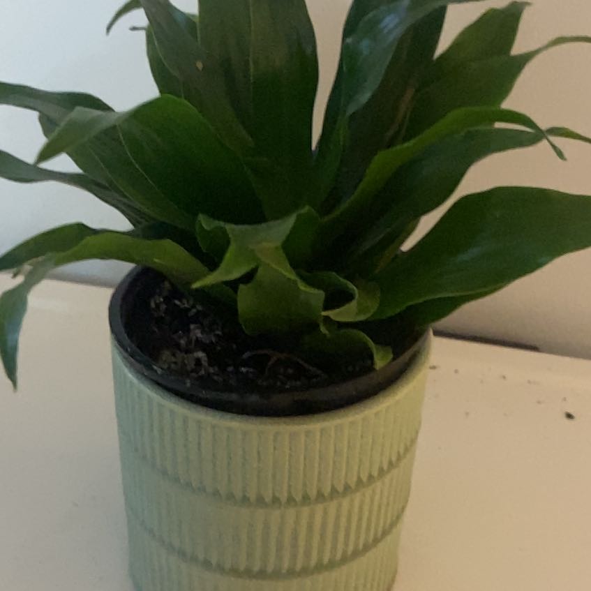 Zeus | A plant by @ClassicBoneset on Greg