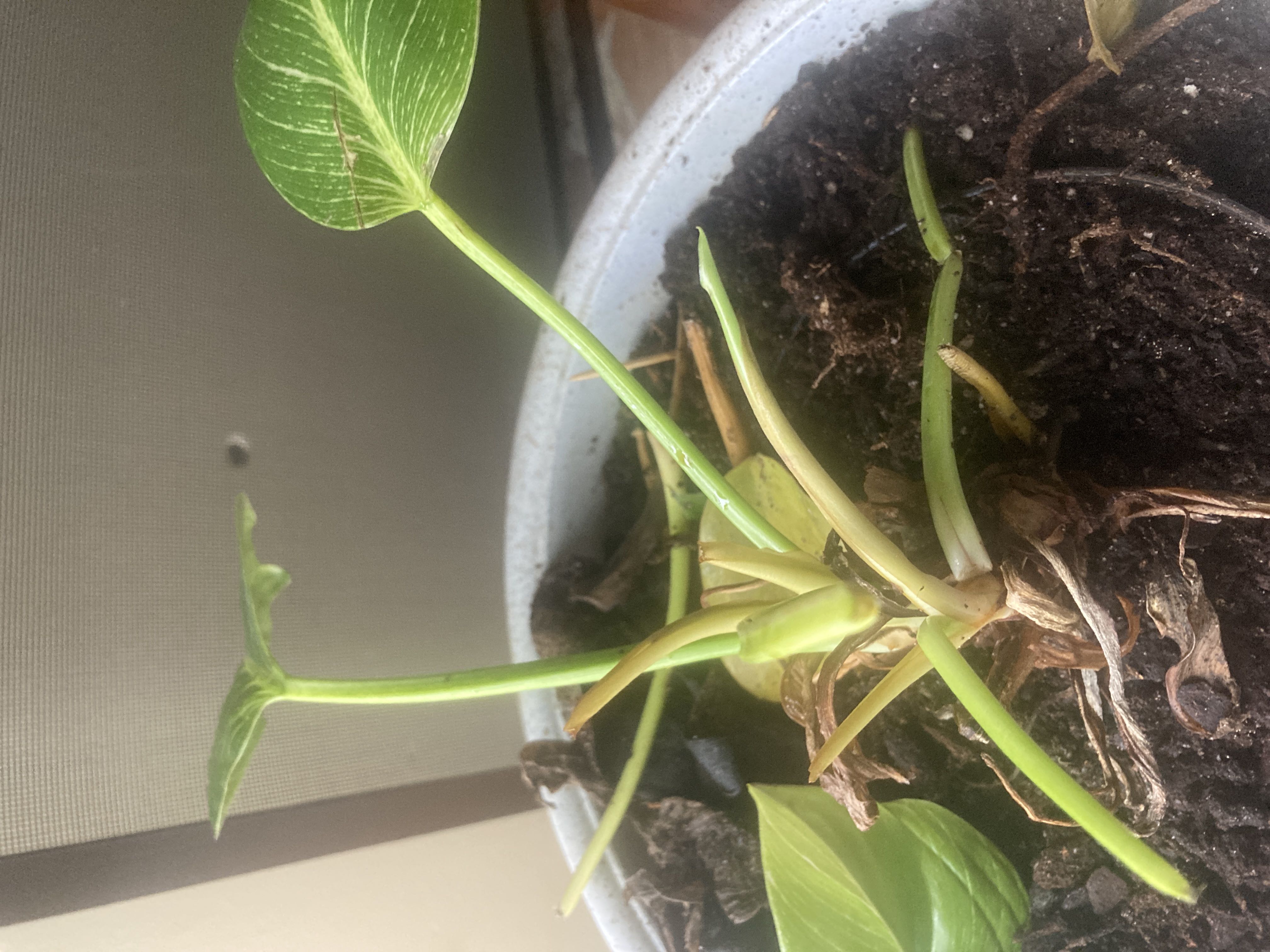 The Complete Philodendron campii 'Lynette' Plant Care Guide: Water ...