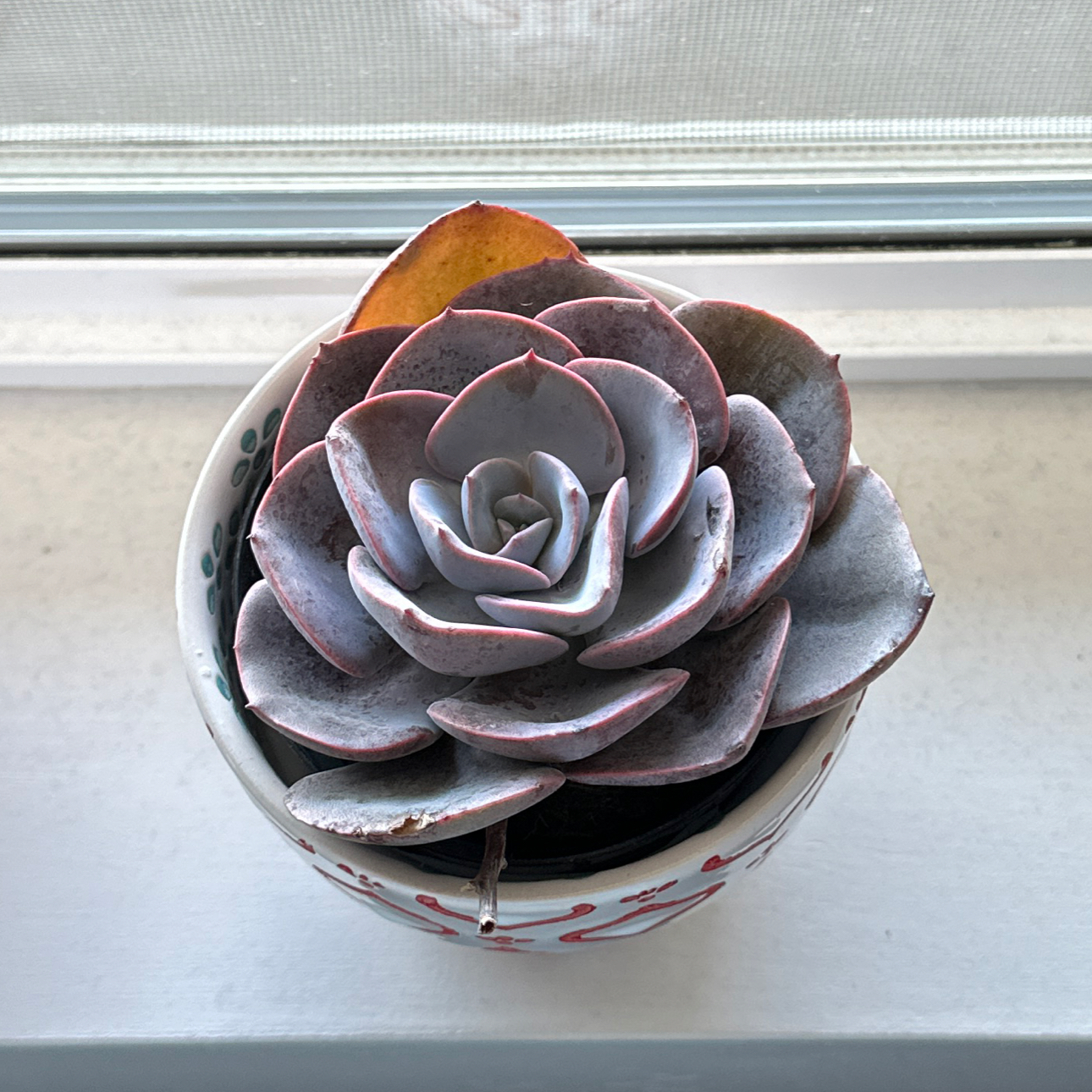 Athena | A plant by @HeroBaneberry on Greg