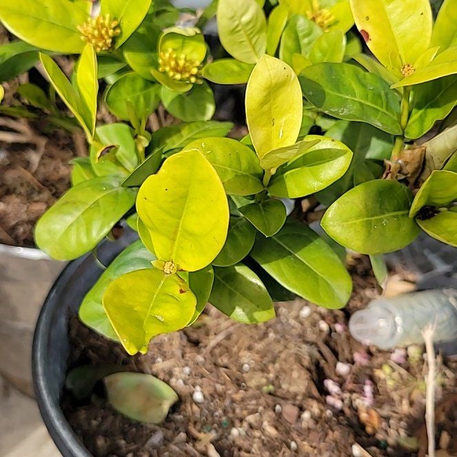 Coco Plum Plant Care: Water, Light, Nutrients | Greg App 🌱