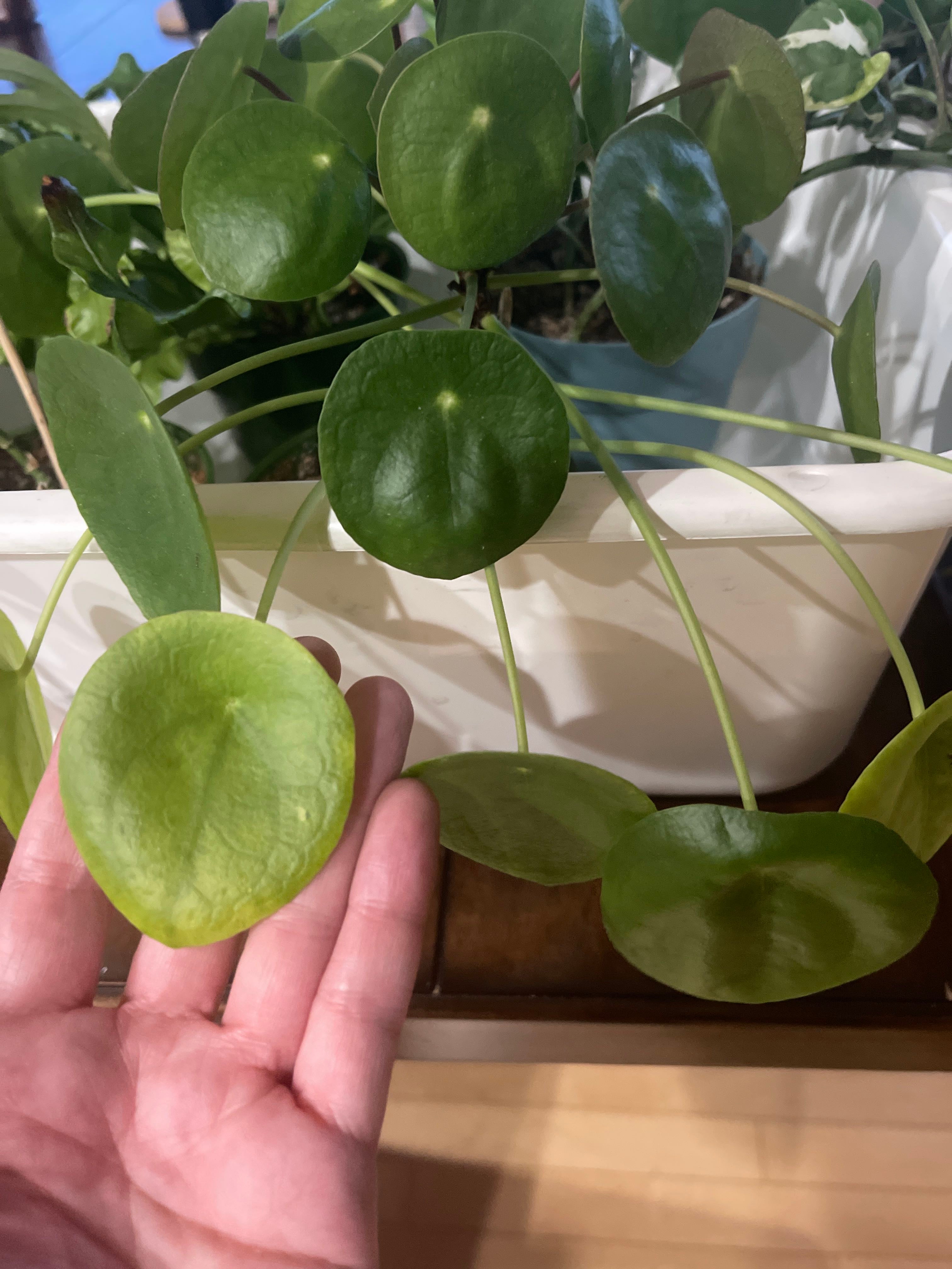 What am I doing wrong? My Chinese money plant bottom lea...