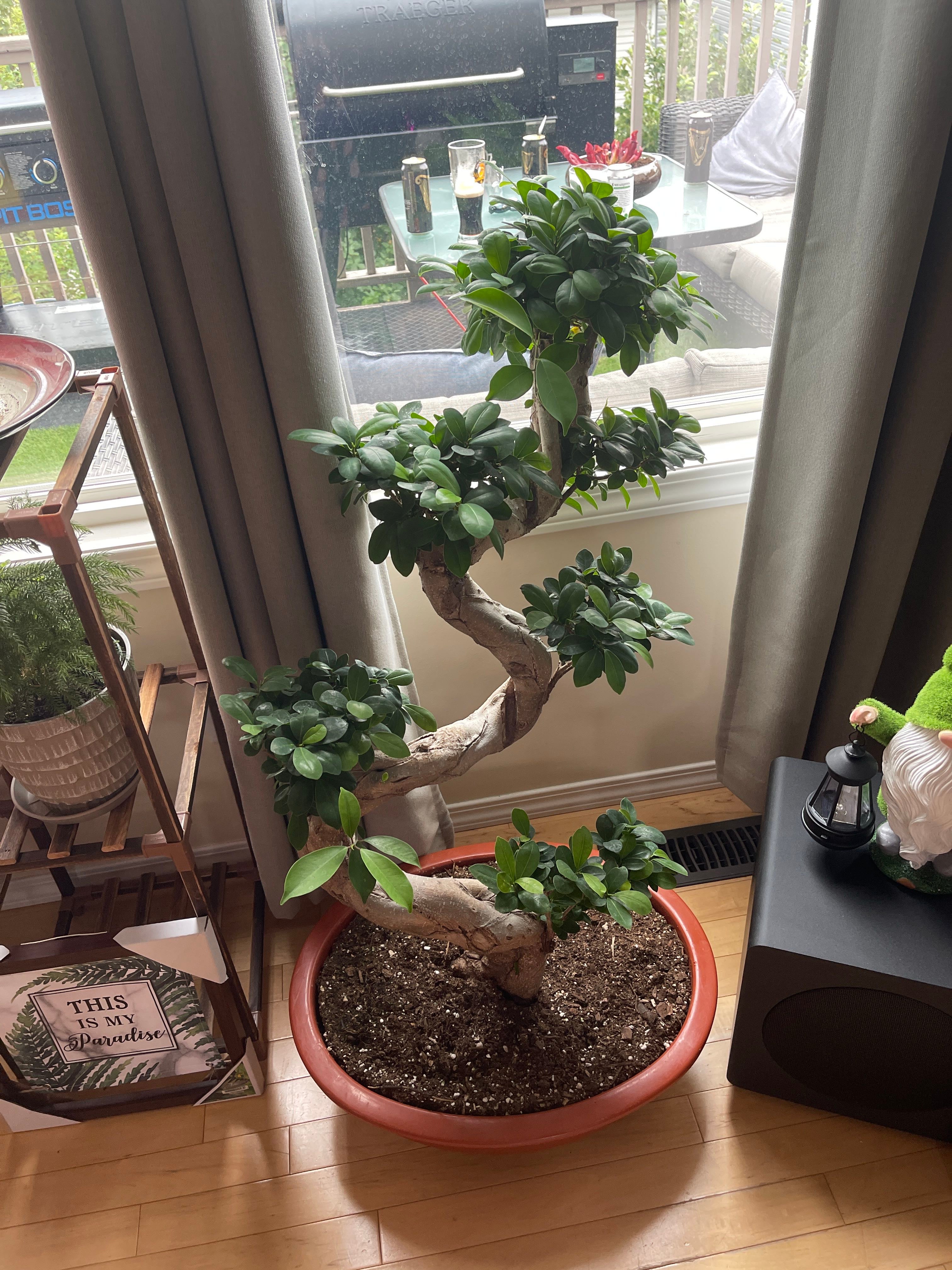 Bonsai Mint Plant Care: Water, Light, Nutrients | Greg App 🌱