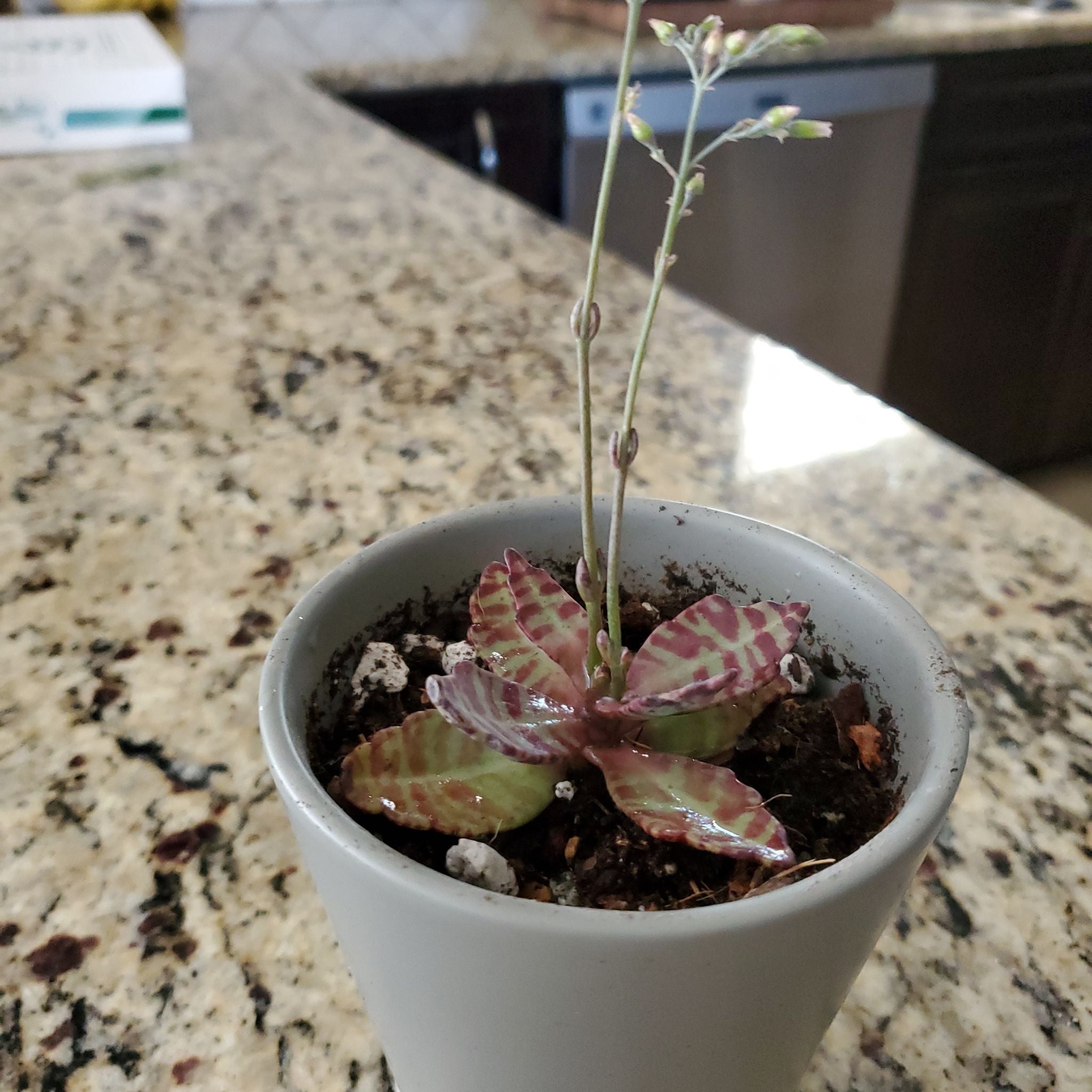 Best Potting Soil Mix for Kalanchoe humilis