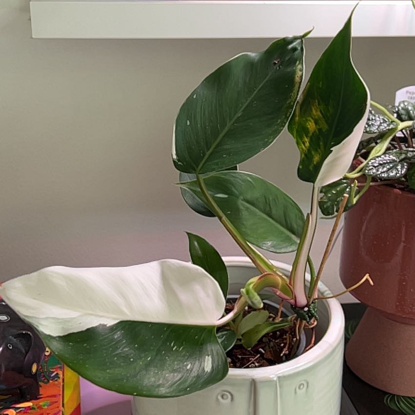 Brown Spots On Philodendron 'White Princess' Leaves