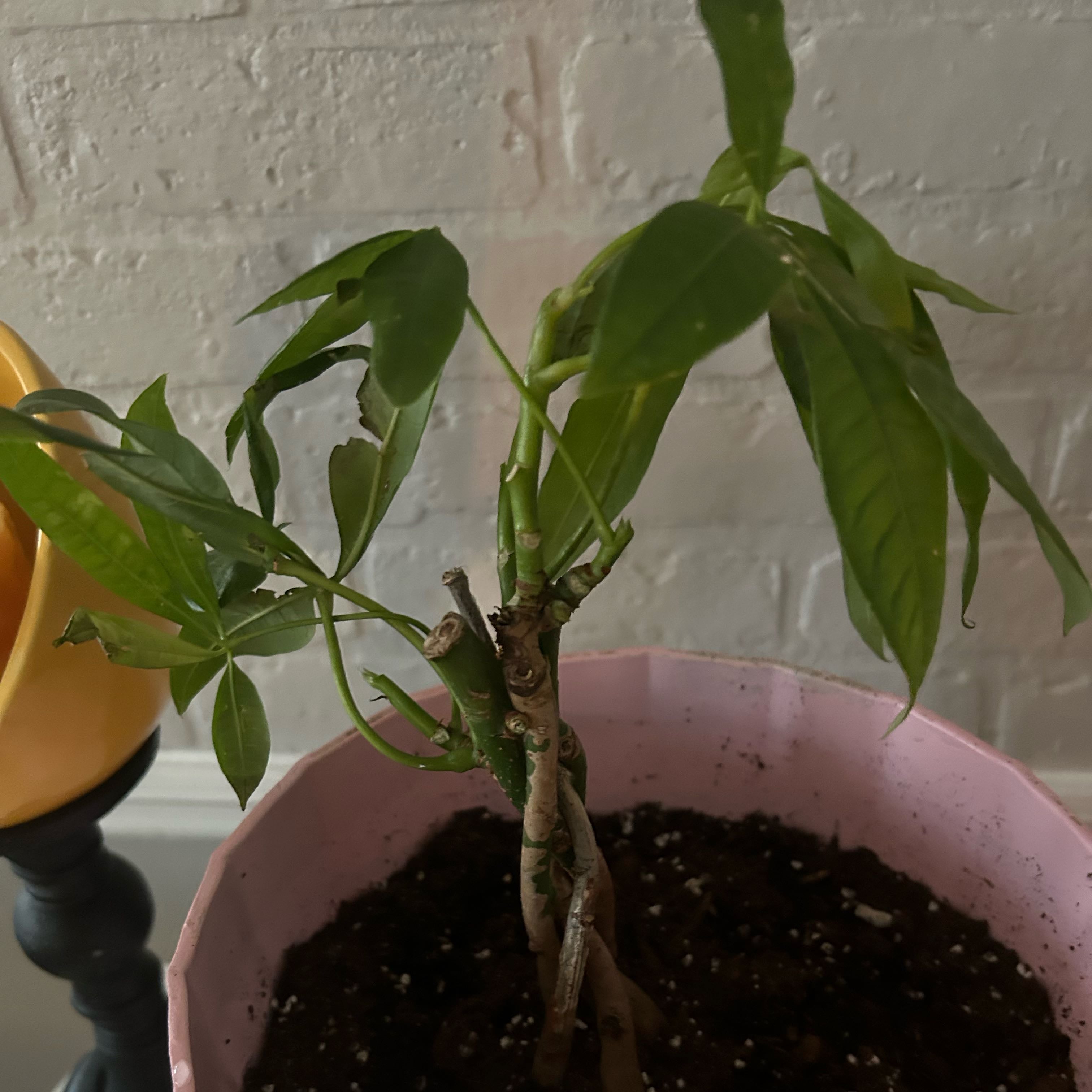 Munny Long | A plant by @GuruSnakeplant on Greg