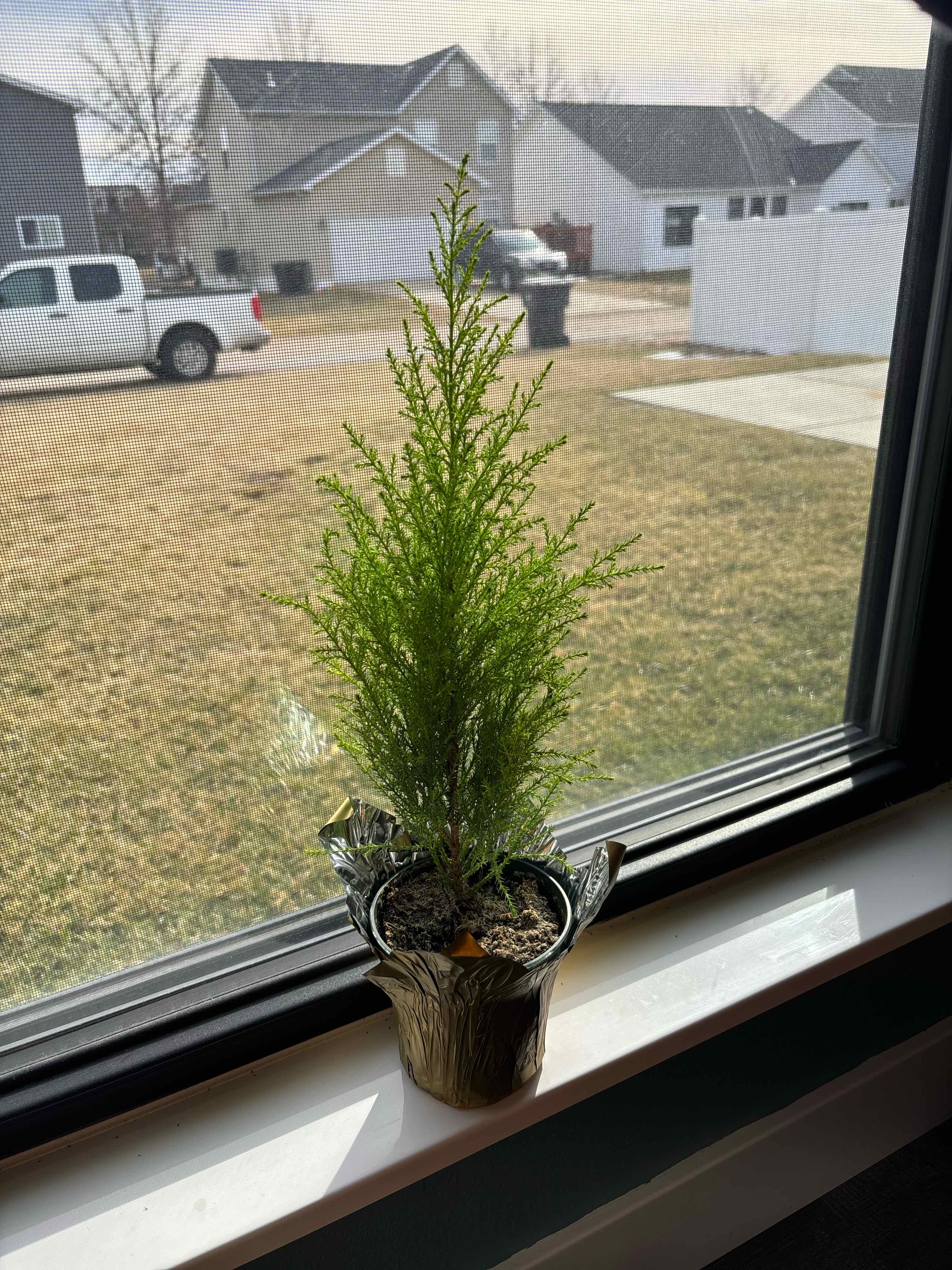 Messi | A plant by @MarvelZzplant on Greg