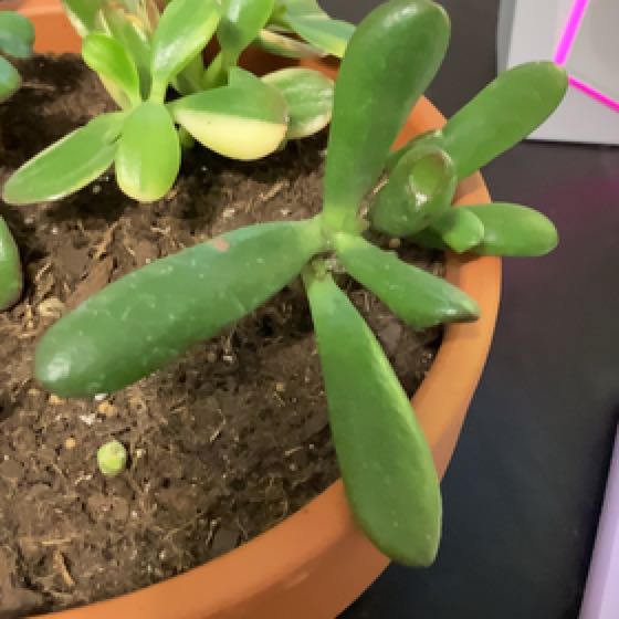 Ogre Ears | A plant by @SaintlySeaaster on Greg