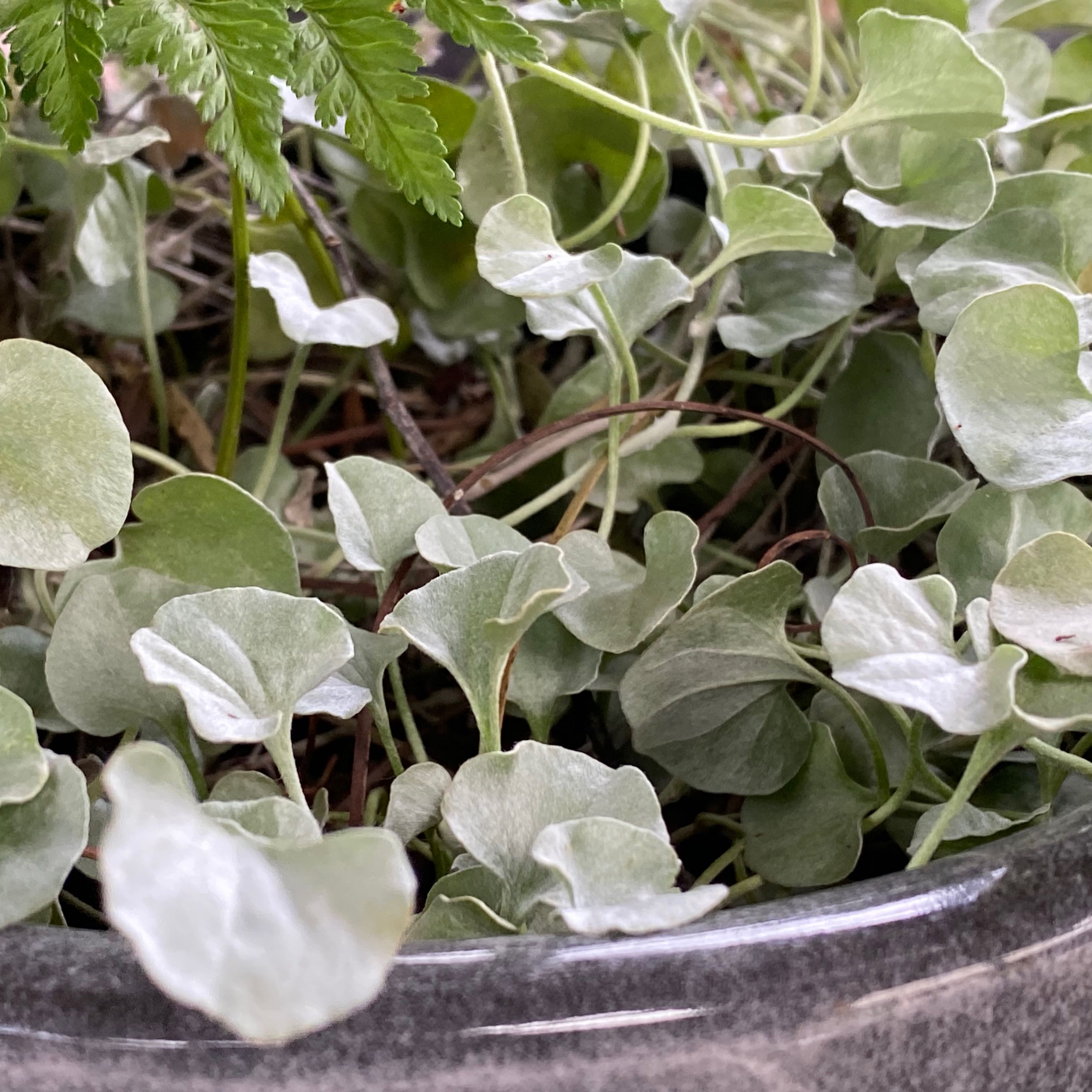 Forrest | A plant by @NewWatermelon on Greg