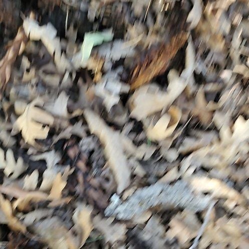 Putty Root Plant Care: Water, Light, Nutrients | Greg App 🌱