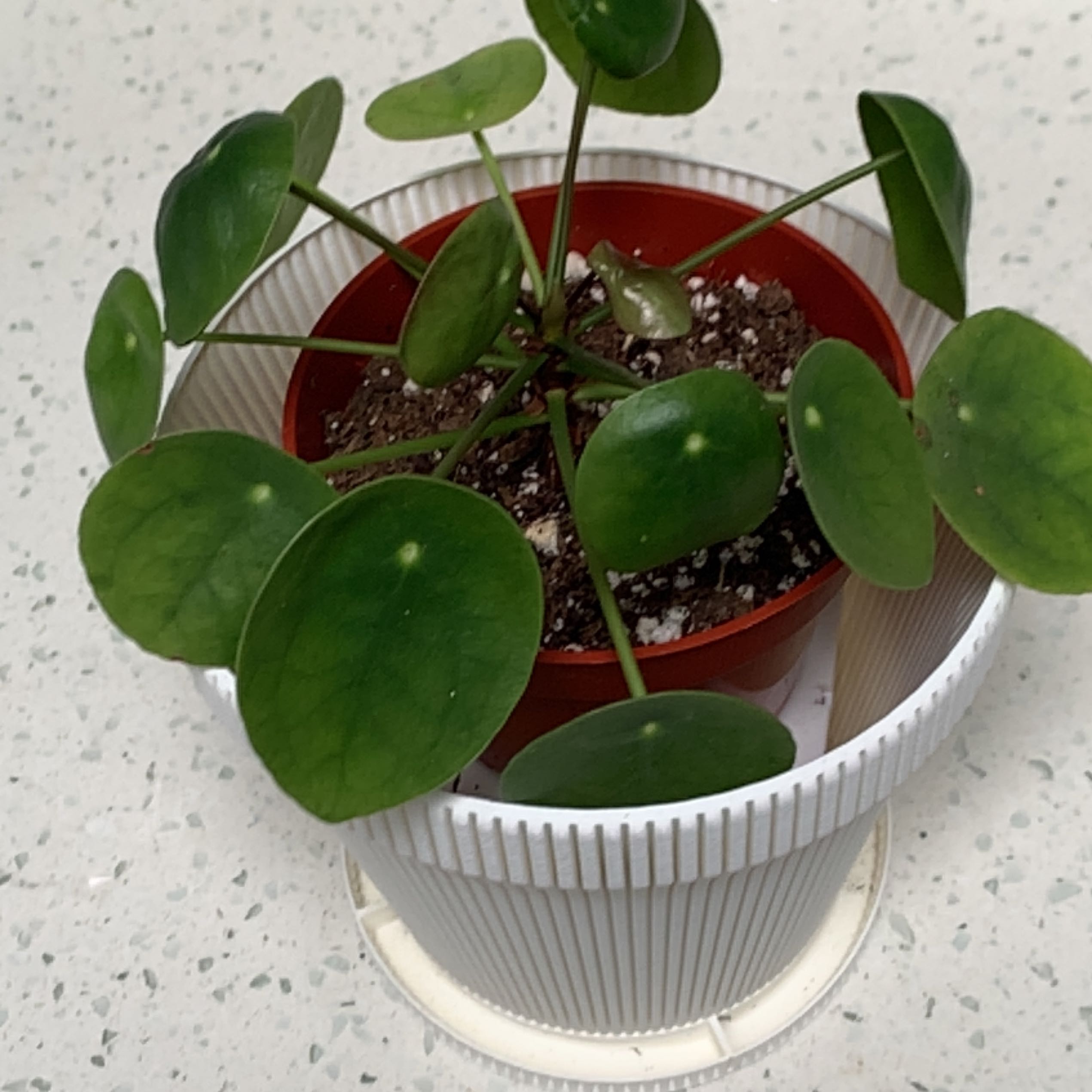 Athena | A plant by @FireballIcecaps on Greg