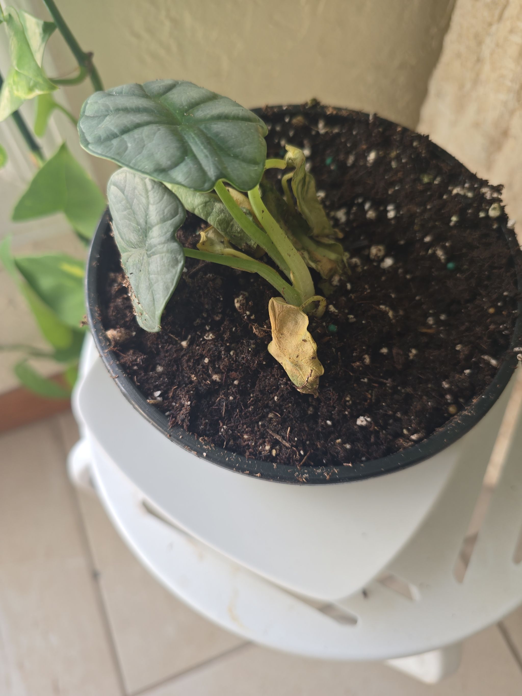 🐉 Why Are My Alocasia 'Dragon Scale' Leaves Curling?