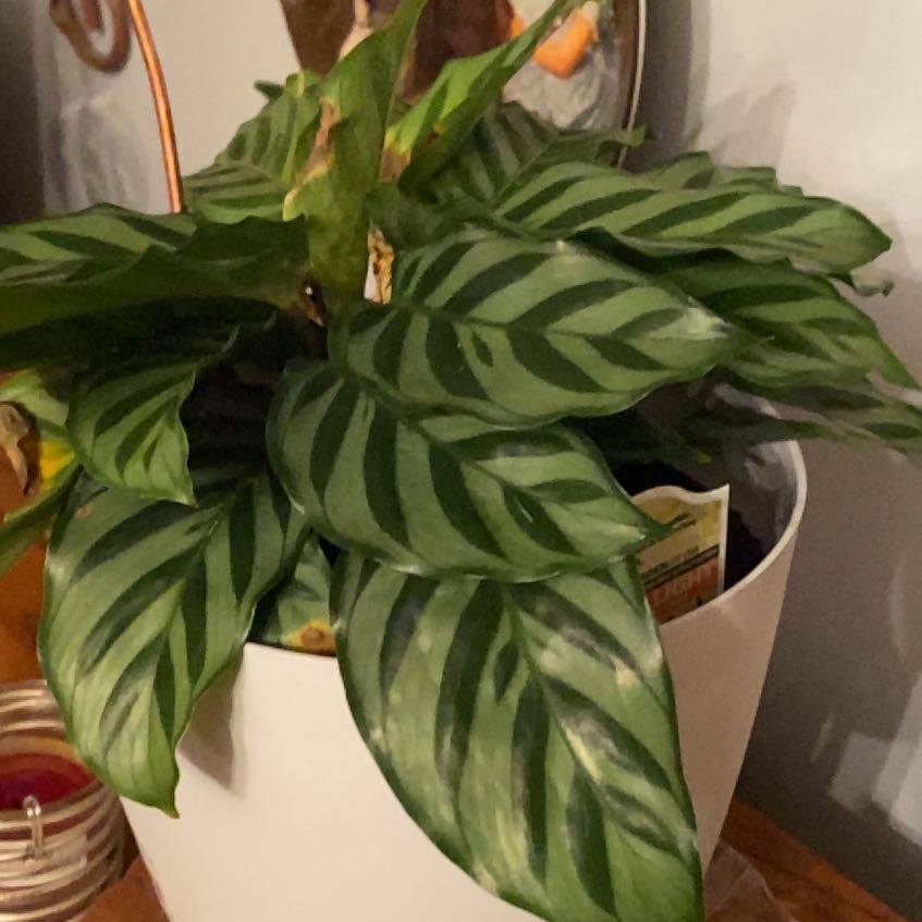 Nemo | A plant by @WordsmithBagpod on Greg