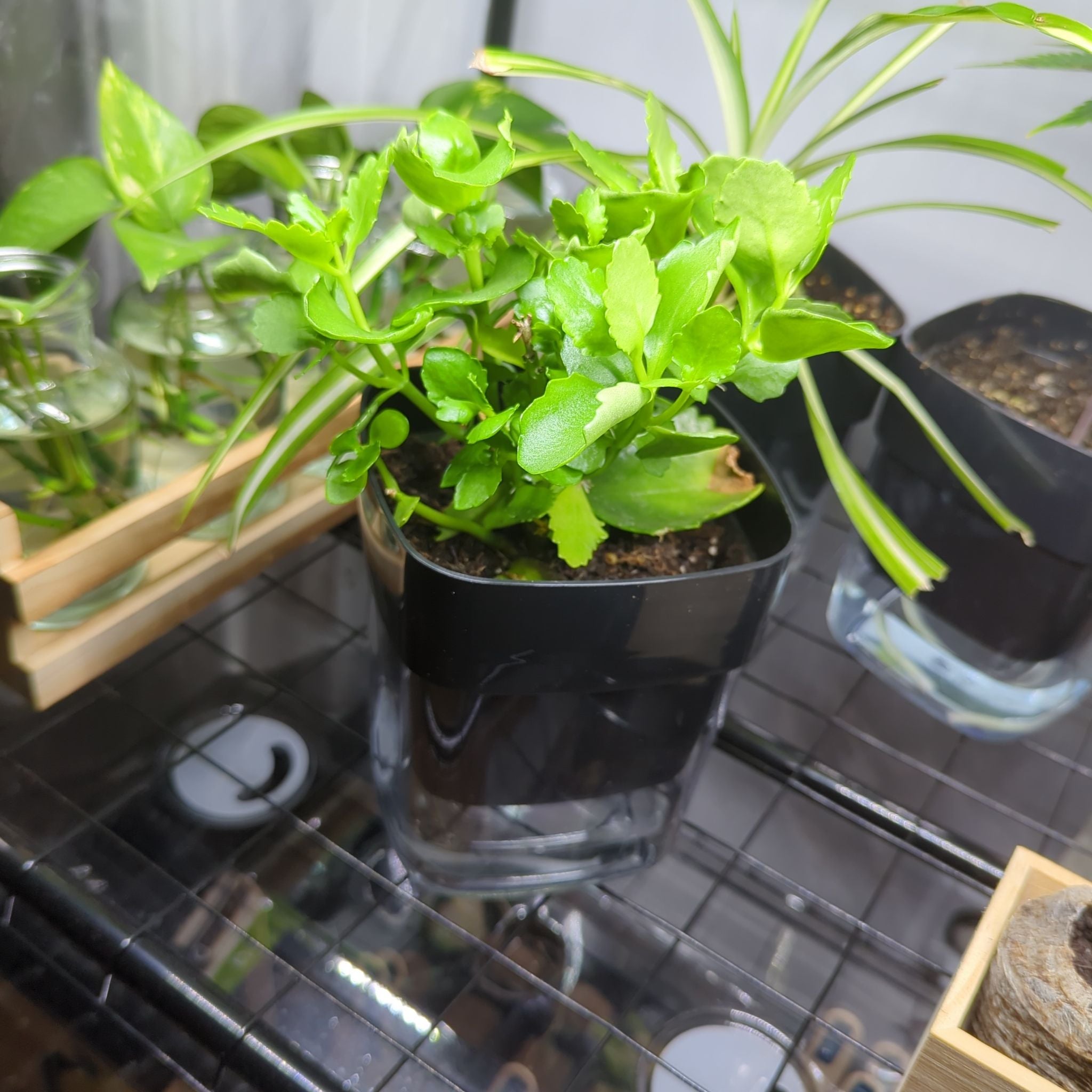 Kali | A plant by @Carla on Greg