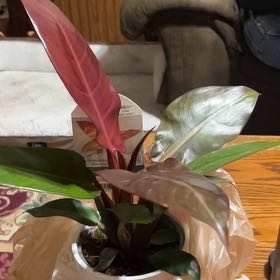 Zeus | A plant by @ValidStomatium on Greg