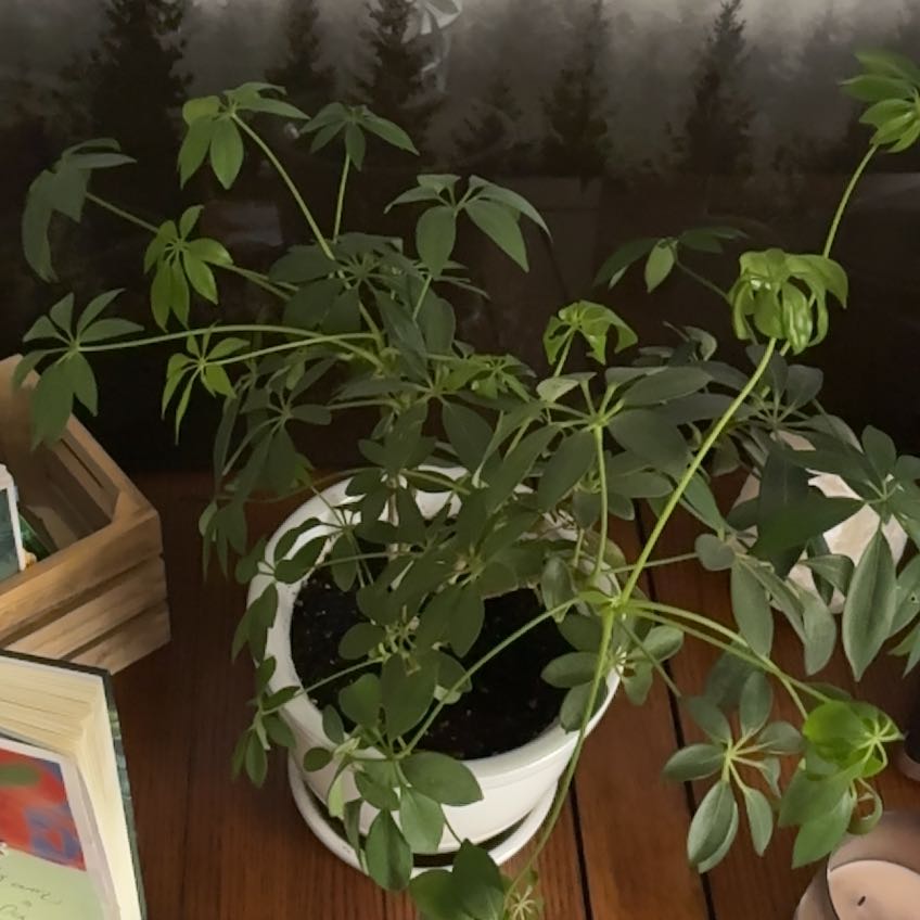 Messi | A plant by @MightyWaxivy on Greg