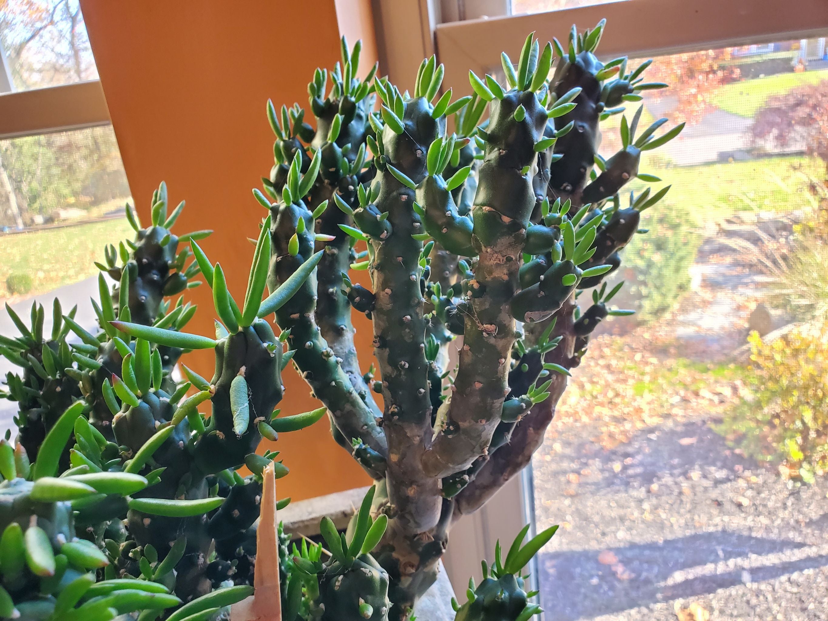 Keep Your Ghost Cactus Alive: Light, Water & Care Instructions