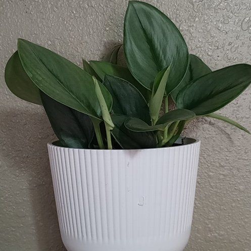 Homer | A plant by @MasterDigitfern on Greg