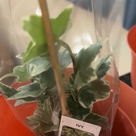 Gregarious | A plant by @SpunkyLancefern on Greg