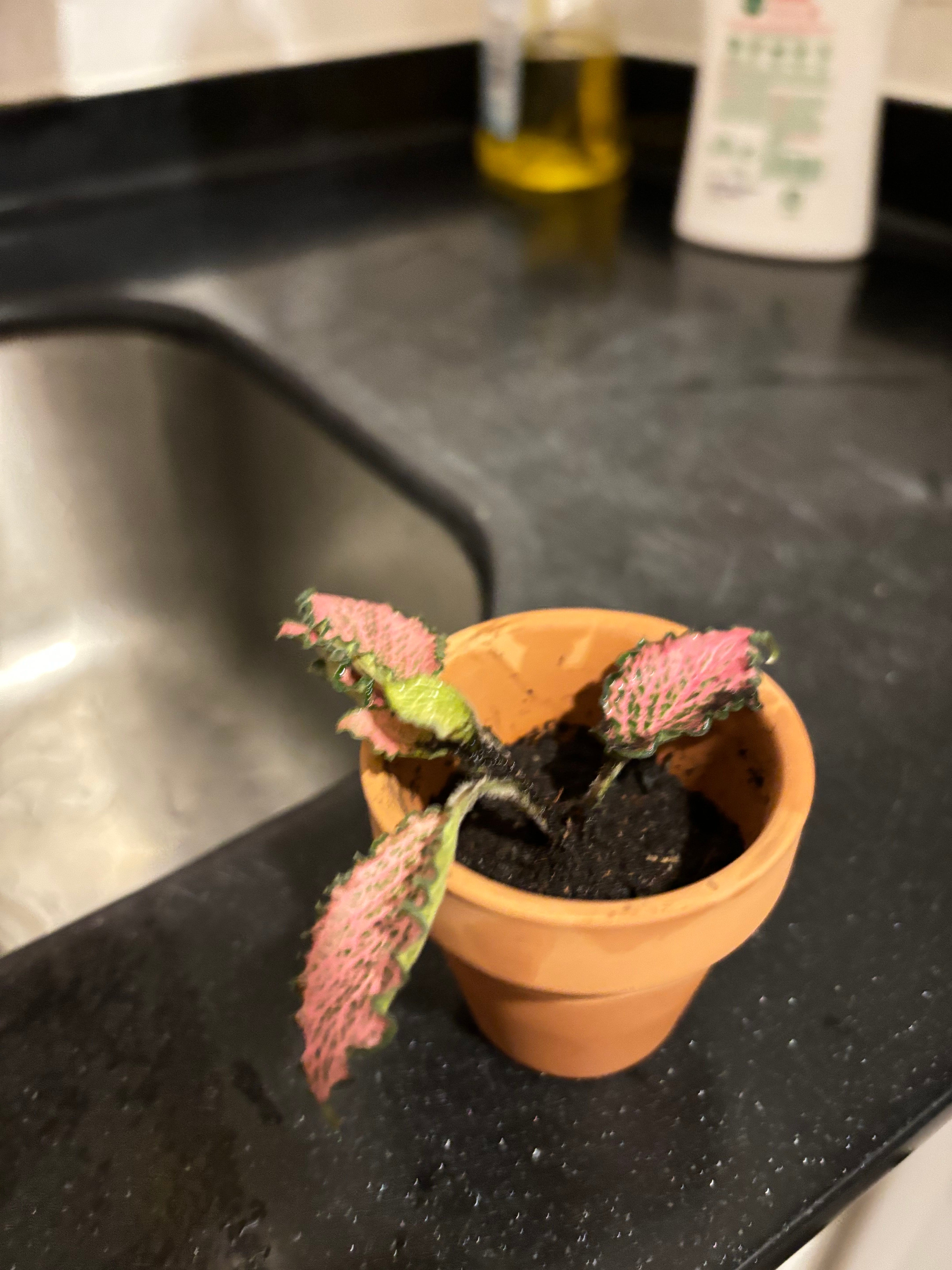 Drooping nerve plant.