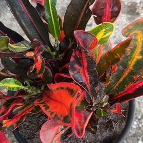 Achilles | A plant by @PrizedAraceae on Greg