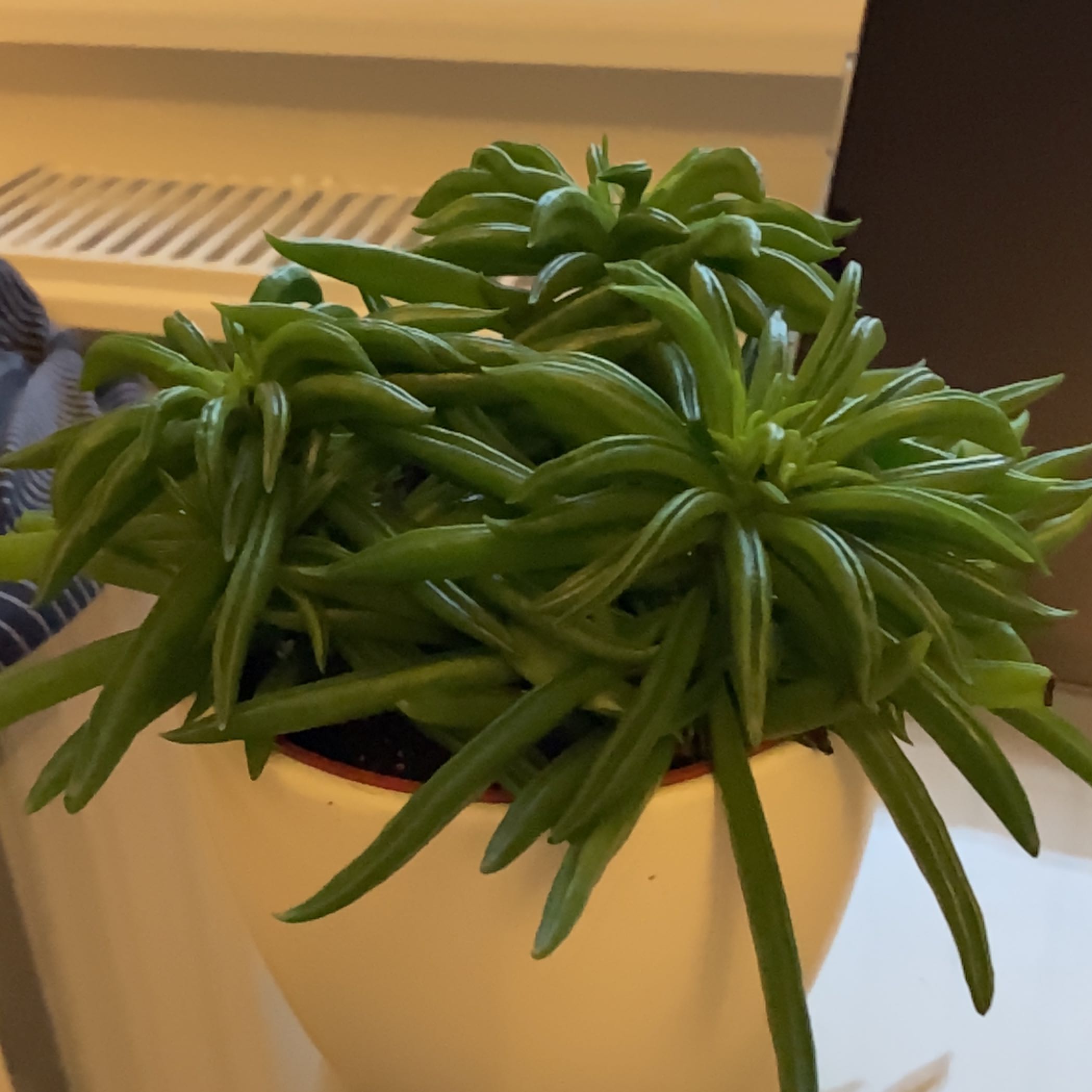 Fazola | A plant by @AngelChives on Greg