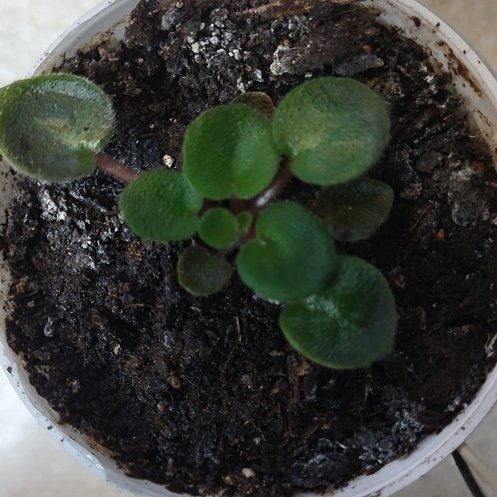 Gregarious | A plant by @StableCamphor on Greg