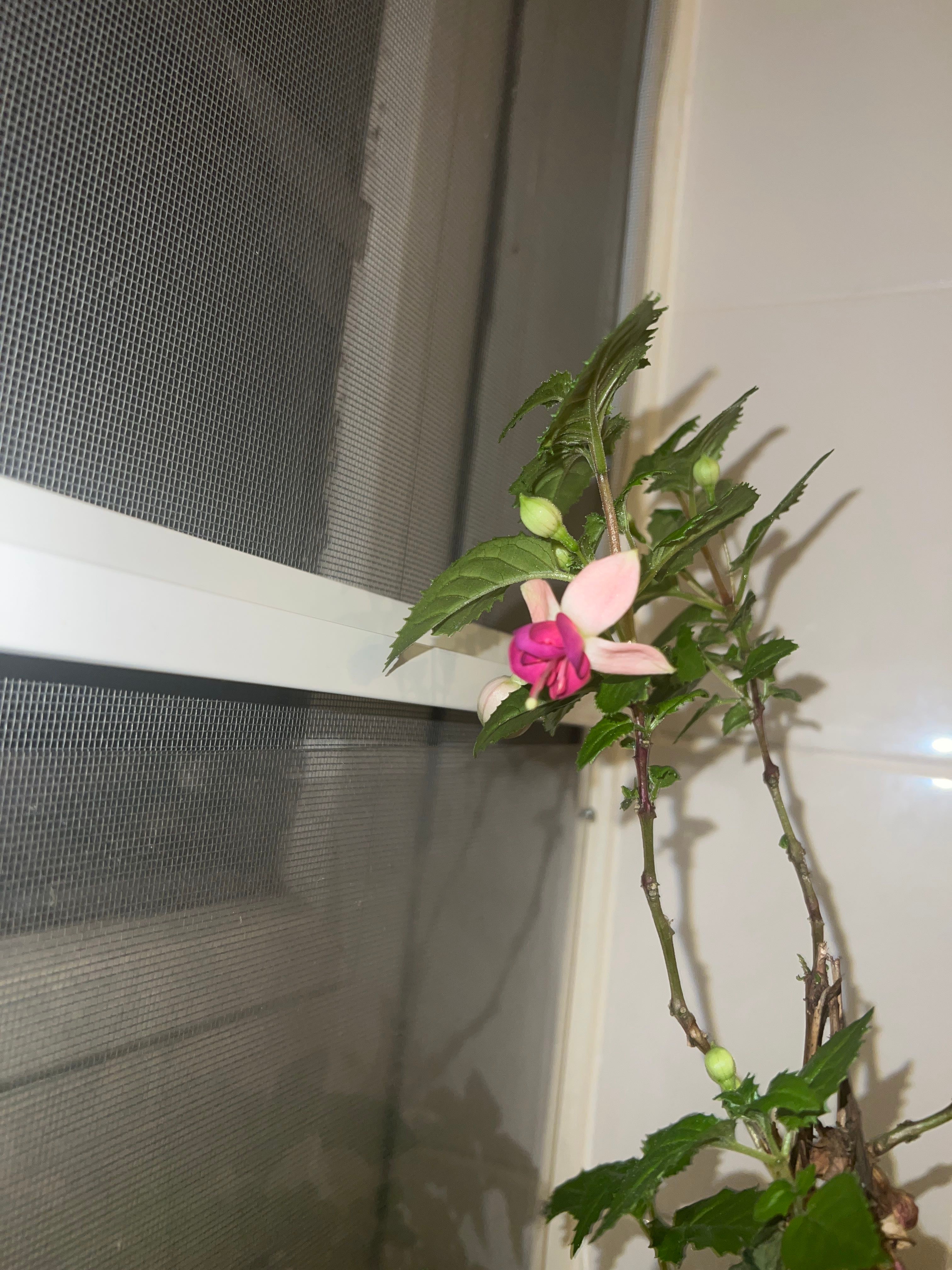 How to Care for Fuchsia 'Ddfgg': Mastering Water, Sunlight & More