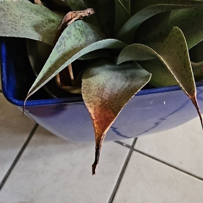 Mangave 'Red Wing' Plant Care: Water, Light, Nutrients | Greg App 🌱