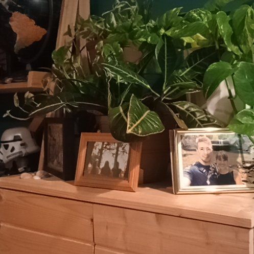 Elena | A plant by @AlertAtlascedar on Greg