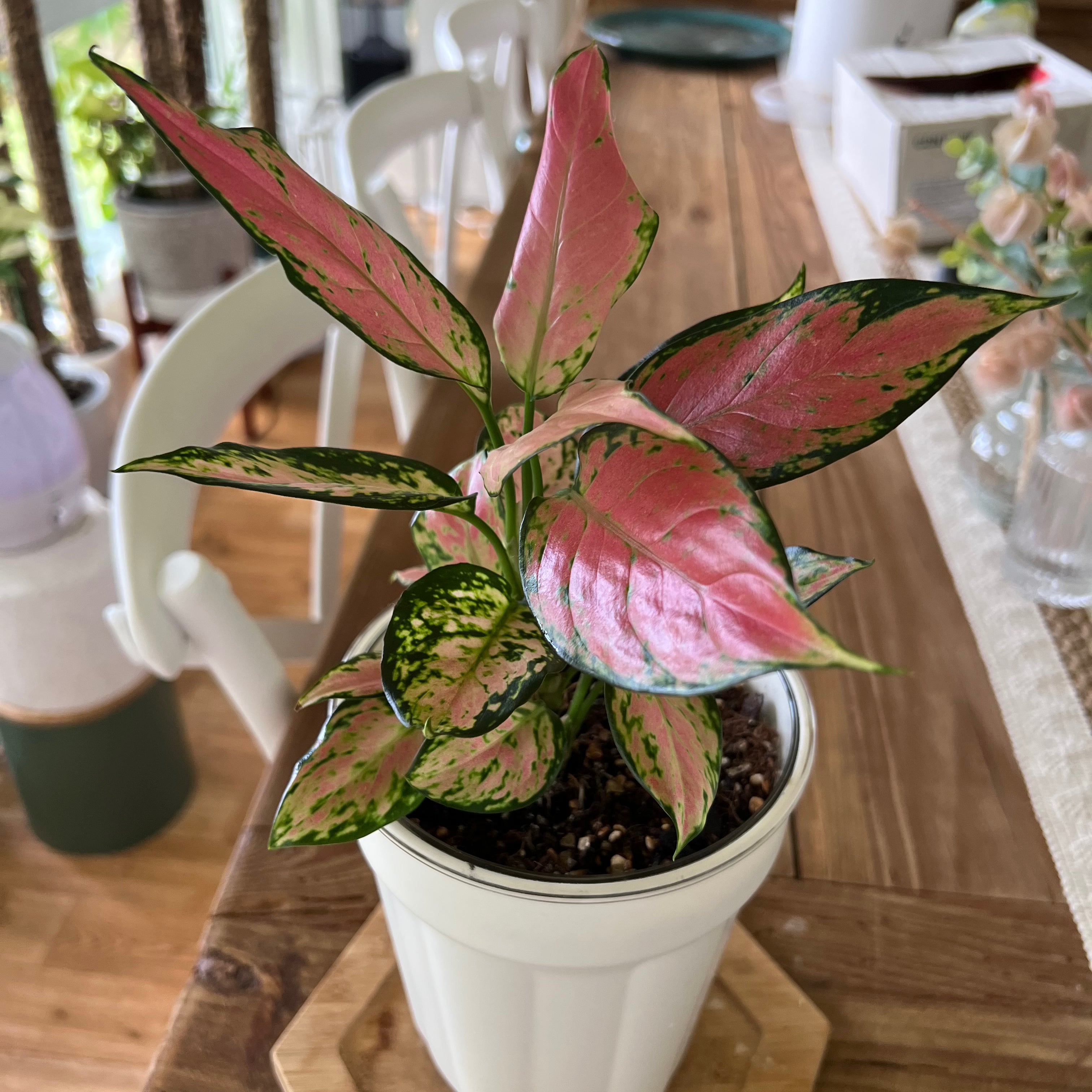 10 Benefits of Having a Aglaonema 'Lady Valentine'