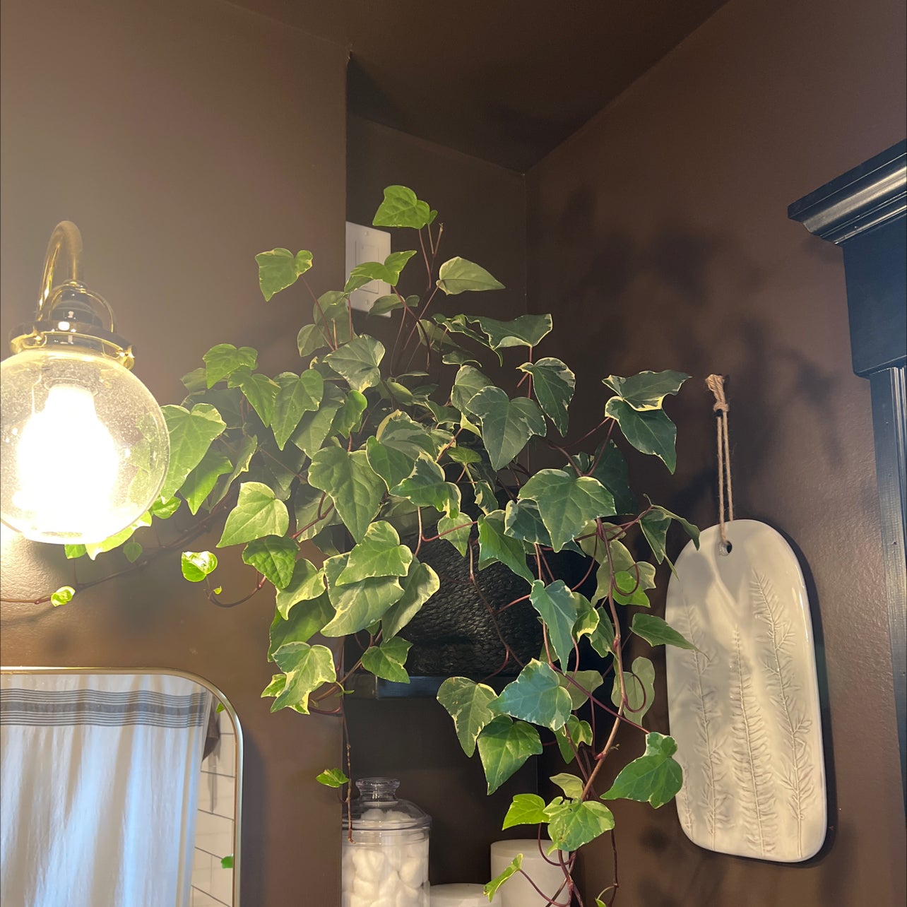 How Do I Fix Algerian Ivy Root Rot?