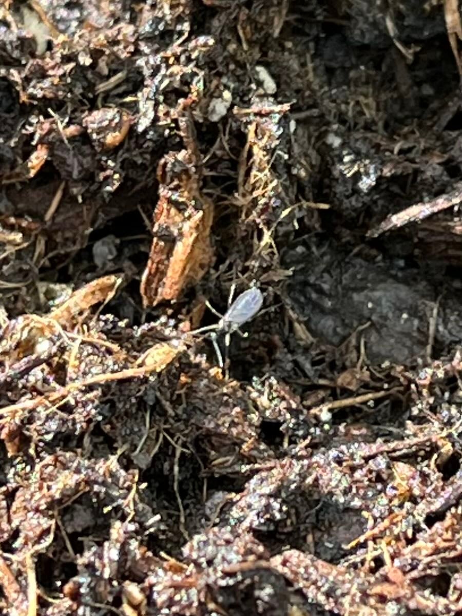 Hello .. can anyone tell me what bug this is on my snake ...