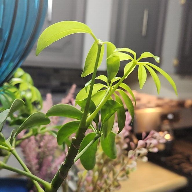 Captain Plant-it | A plant by @GuruArrowroot on Greg