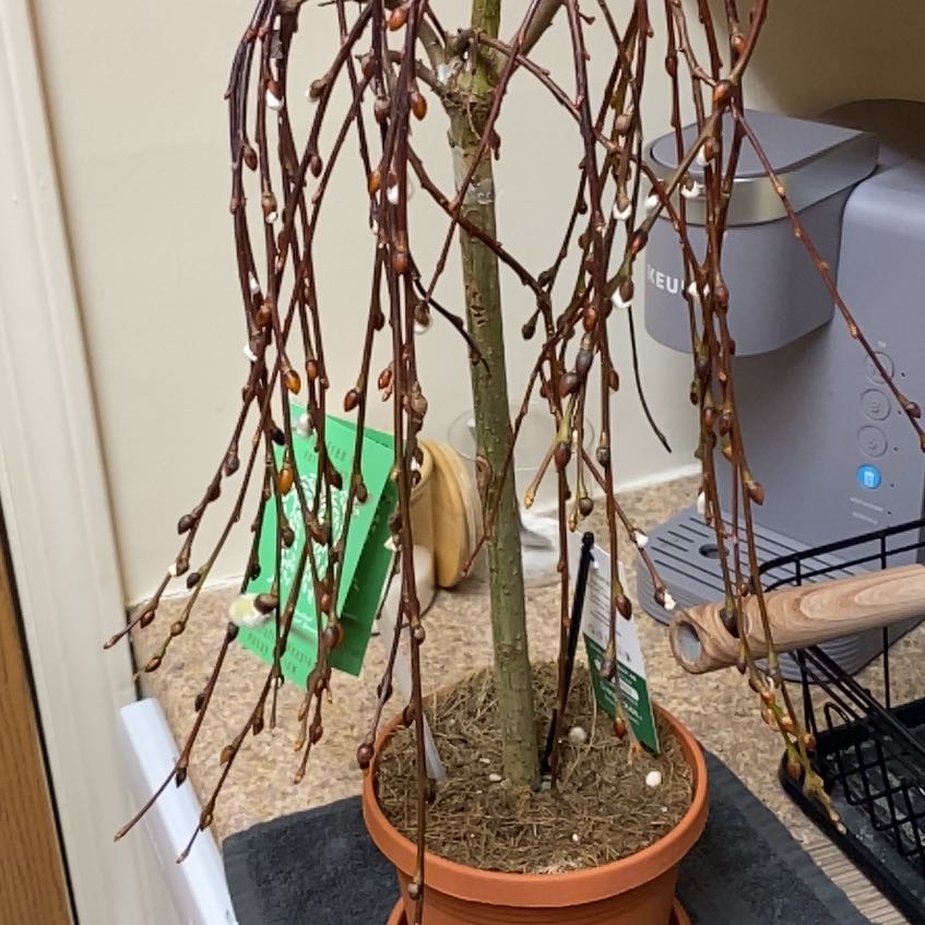 Common Goat Willow Problems