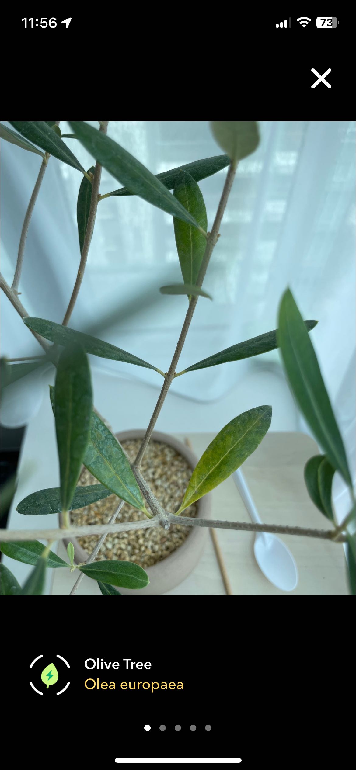 Propagating Your Olive Tree: Step-by-step Guide