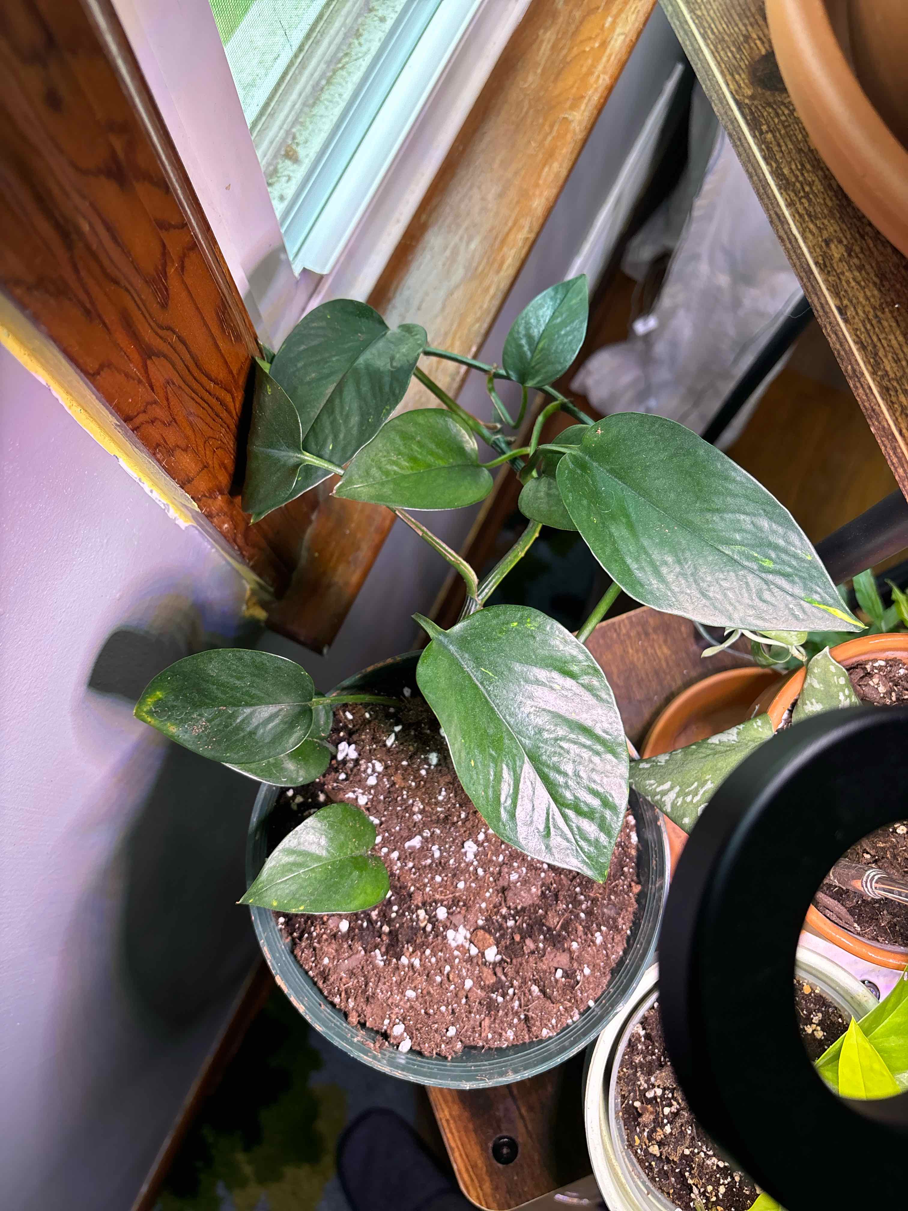 Jade | A plant by @CalmativeTawa on Greg