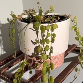 Amar | A plant by @MentorPinusmugo on Greg
