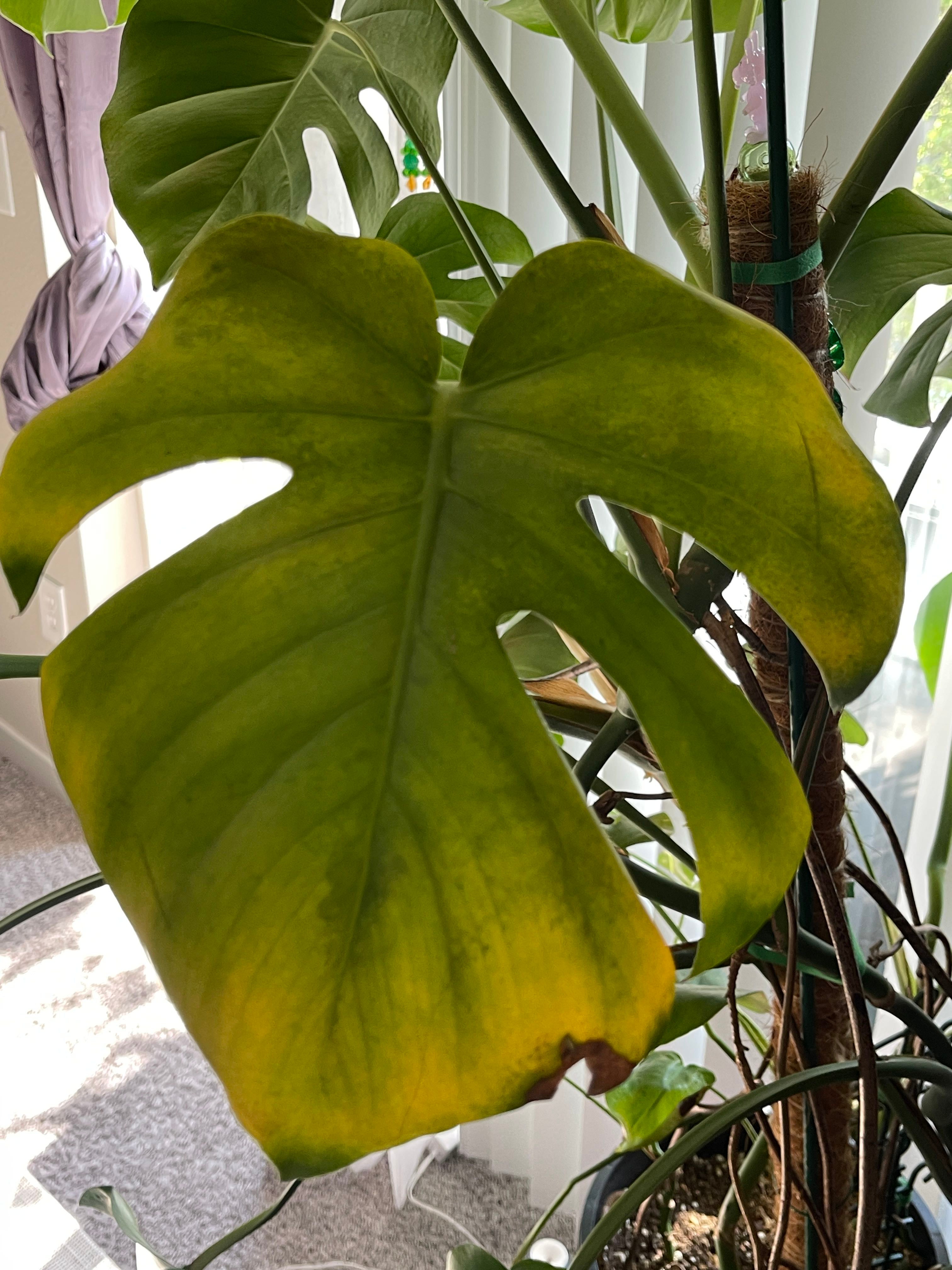 💧 Why Are My Monstera 'El salvador' Leaves Mushy?