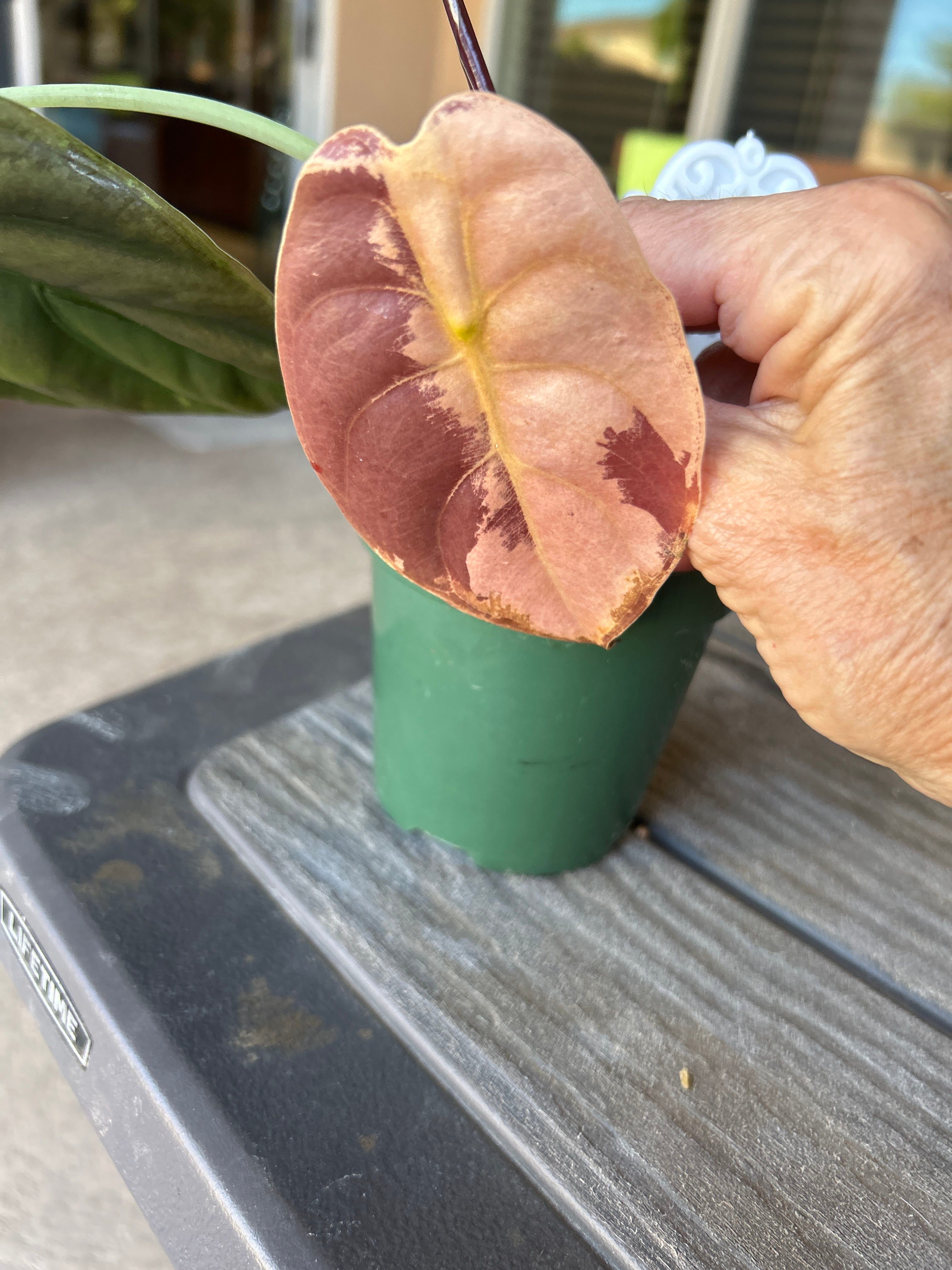 Alocasia Pink Dragon Variegated Plant Care: Water, Light, Nutrients ...