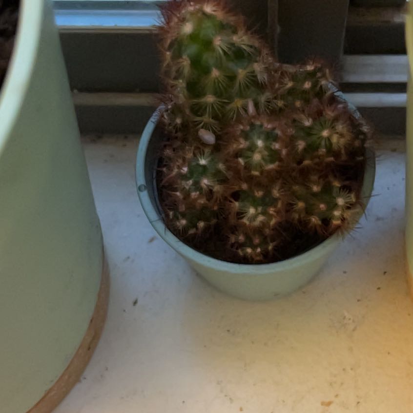 Matilda | A plant by @SpiritedSunstar on Greg