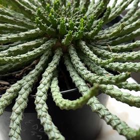 The Complete medusa cactus Plant Care Guide: Water, Light & Beyond