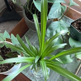 Navajo | A plant by @MajorPanthercap on Greg